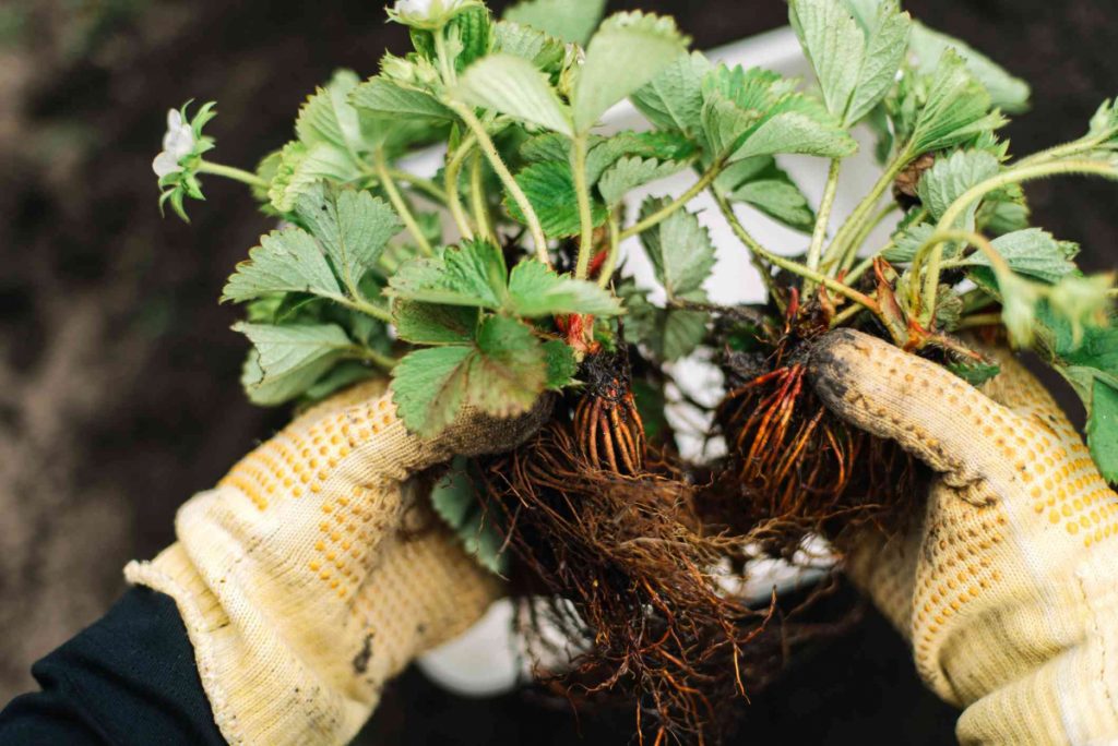 A Detailed Guide on How and When to Plant Strawberries - Gardenoholic